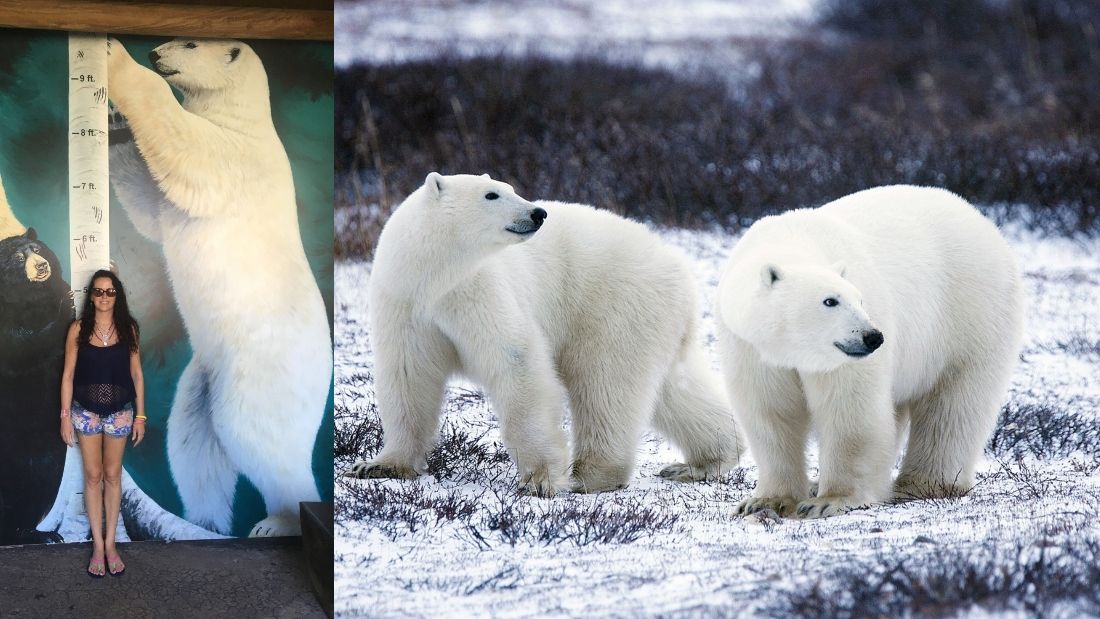¿Cuál es el animal más largo del mundo? - ENDECS